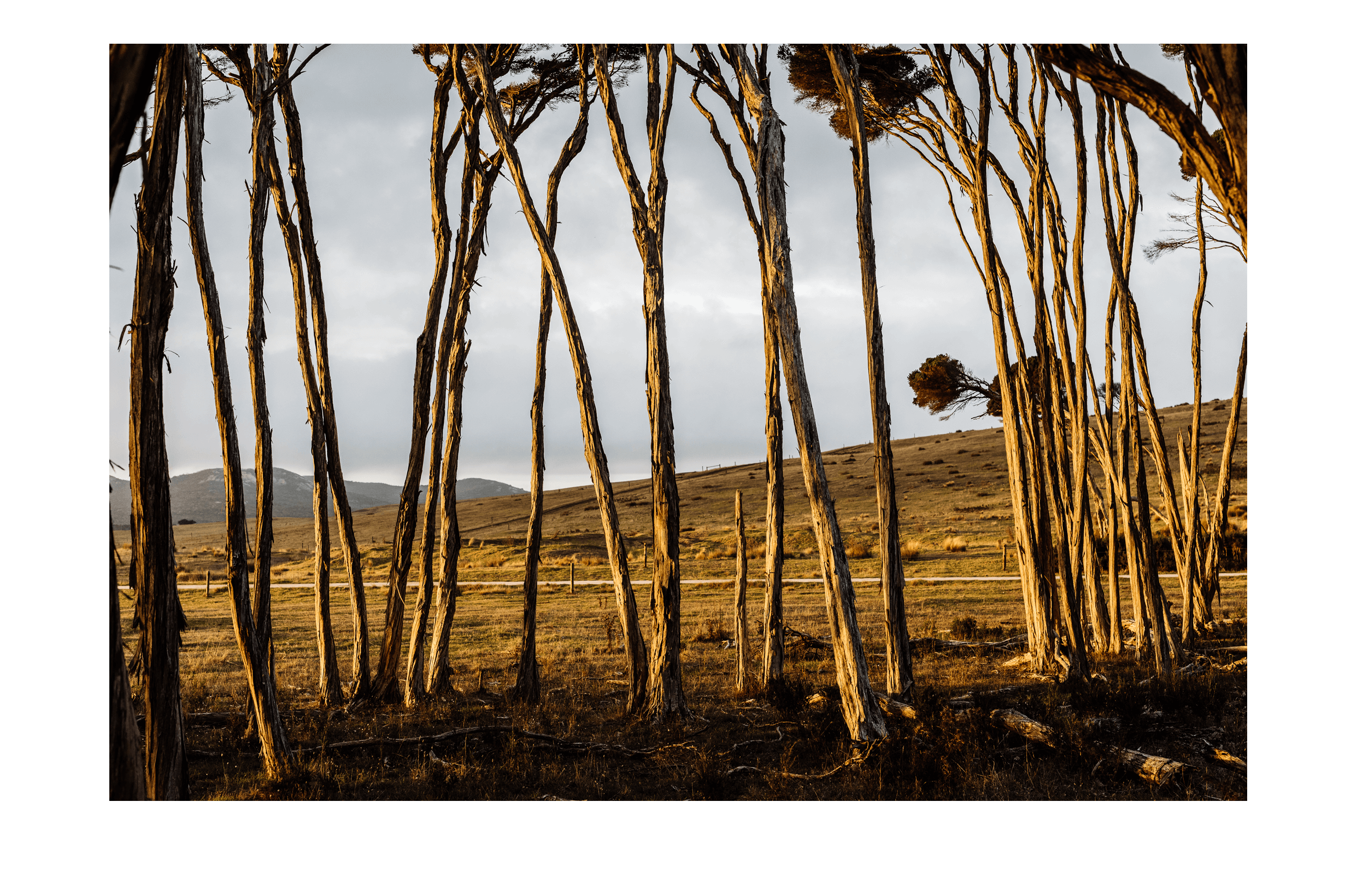 Tea Tree – AG–EDITIONS